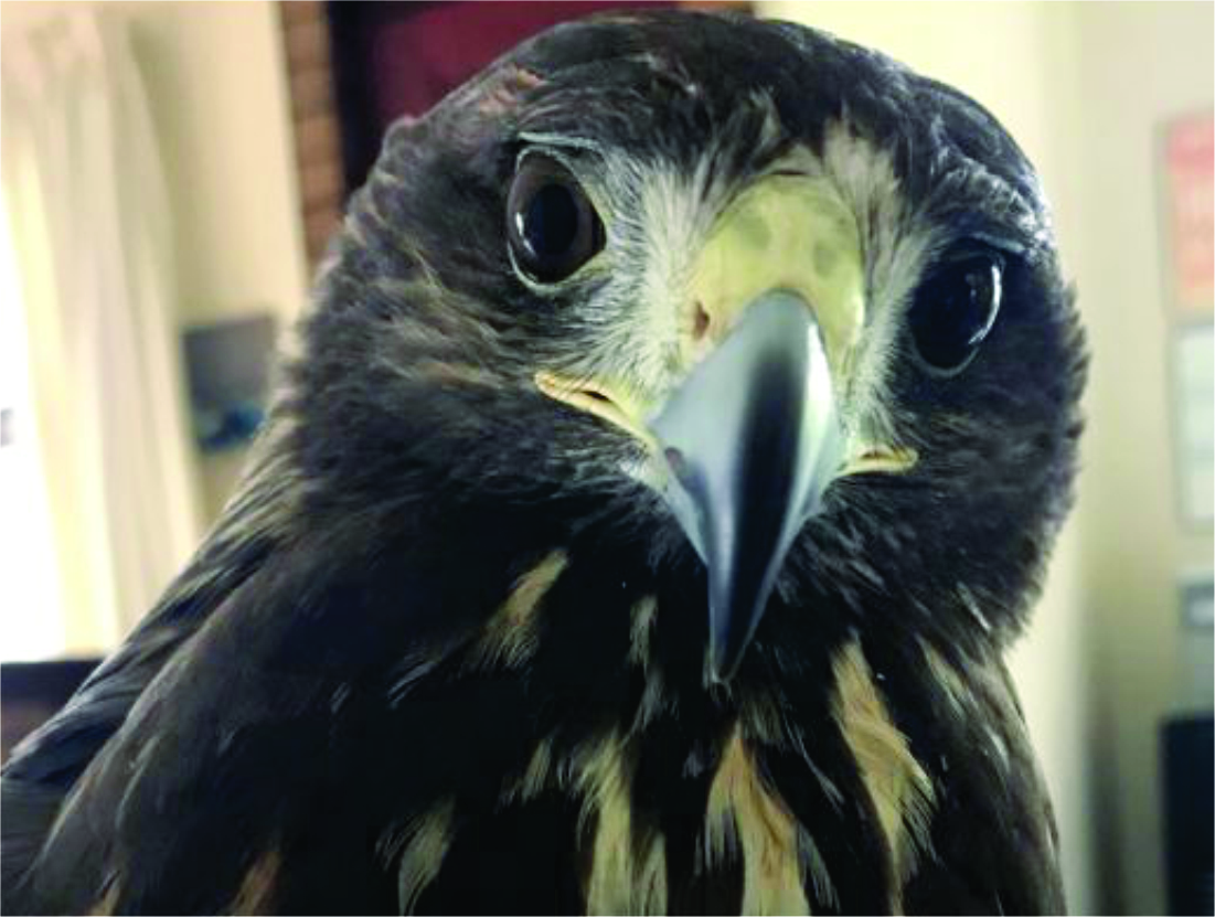 Avian Pest Solutions | Home